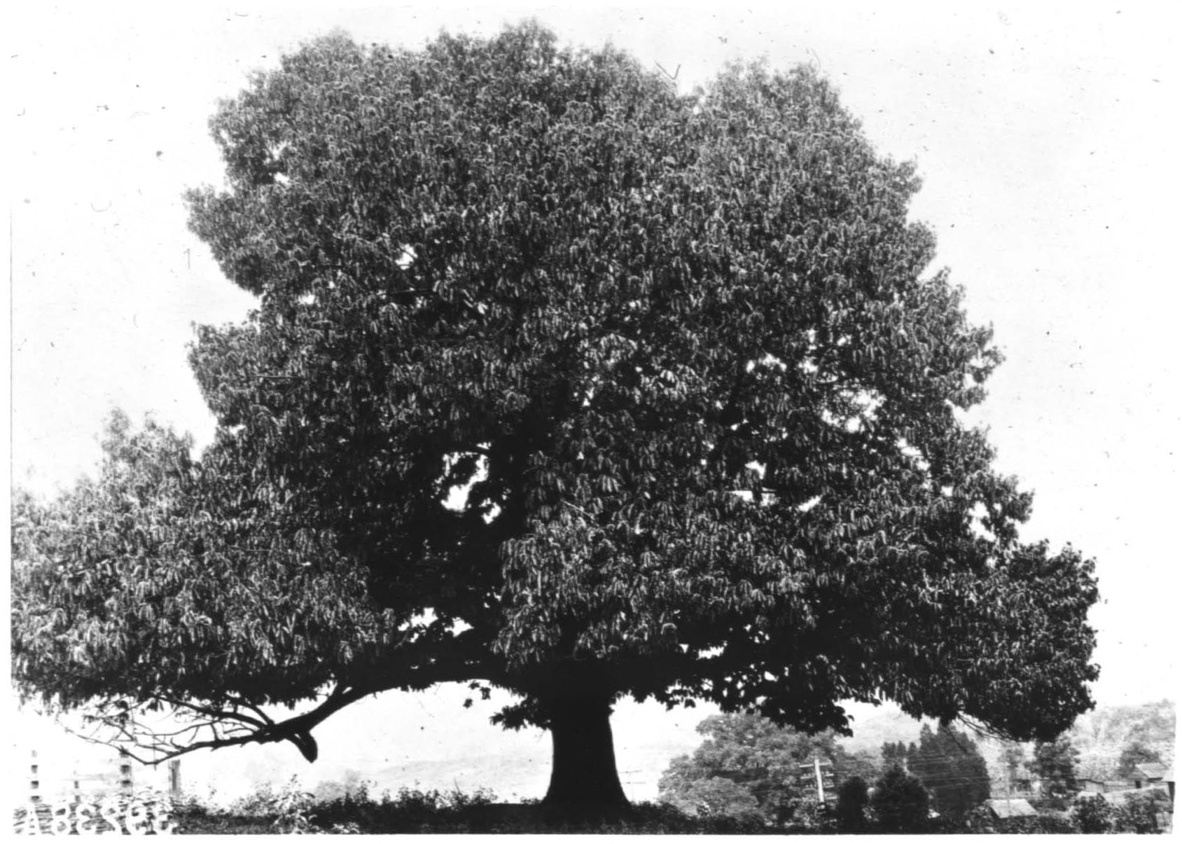 American Chestnut Tree