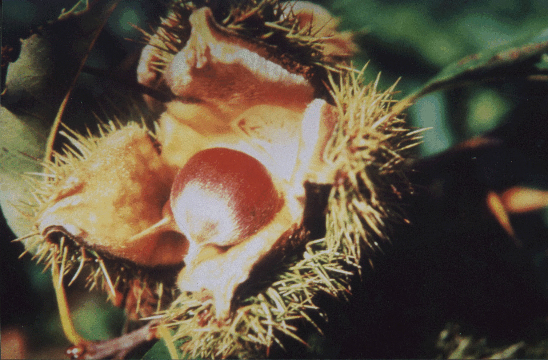 Chestnut Burr - New Georgia Encyclopedia