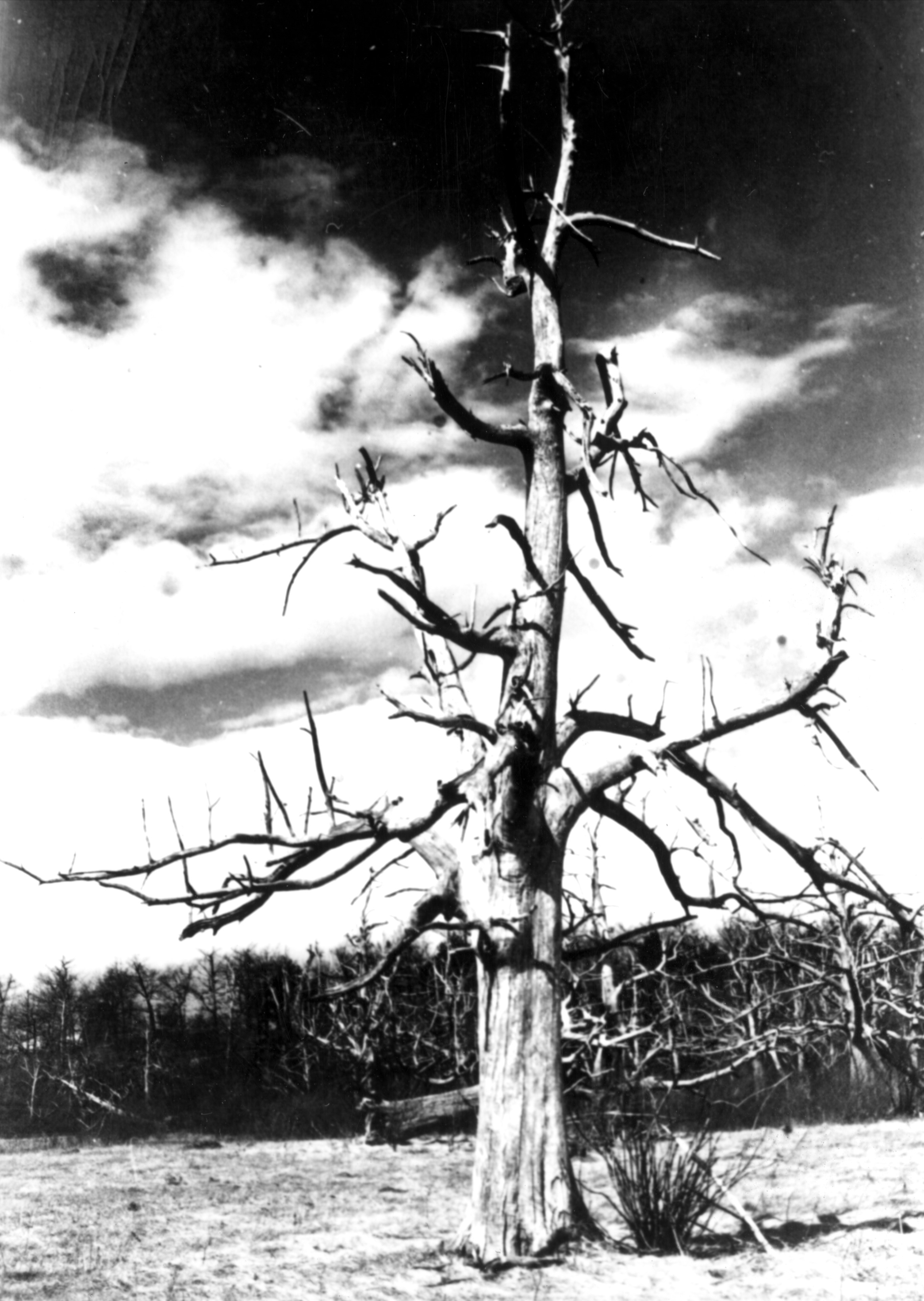Dead Chestnut Tree - New Georgia Encyclopedia