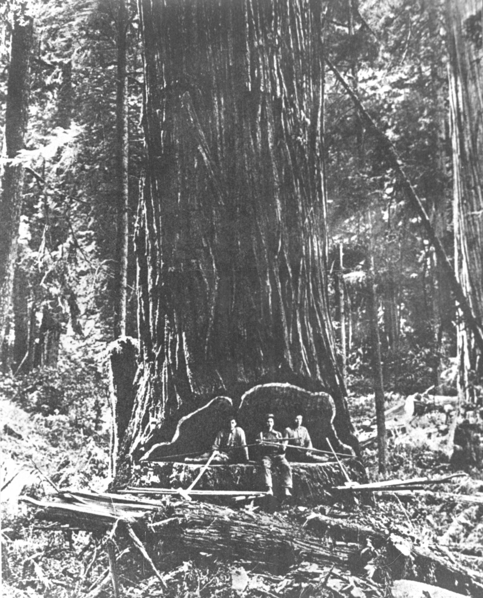 American Chestnut - New Georgia Encyclopedia