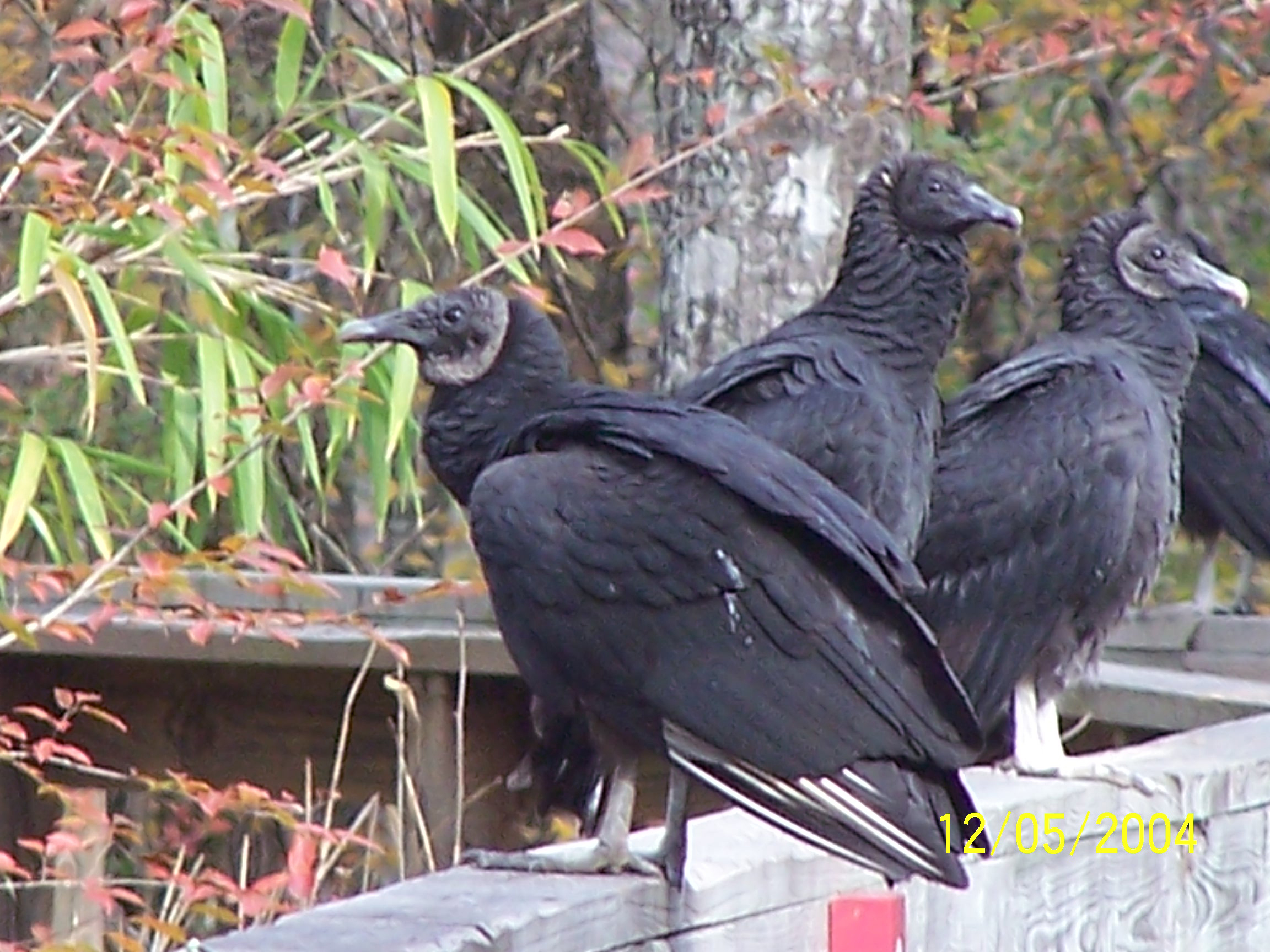 Black Vultures - New Georgia Encyclopedia