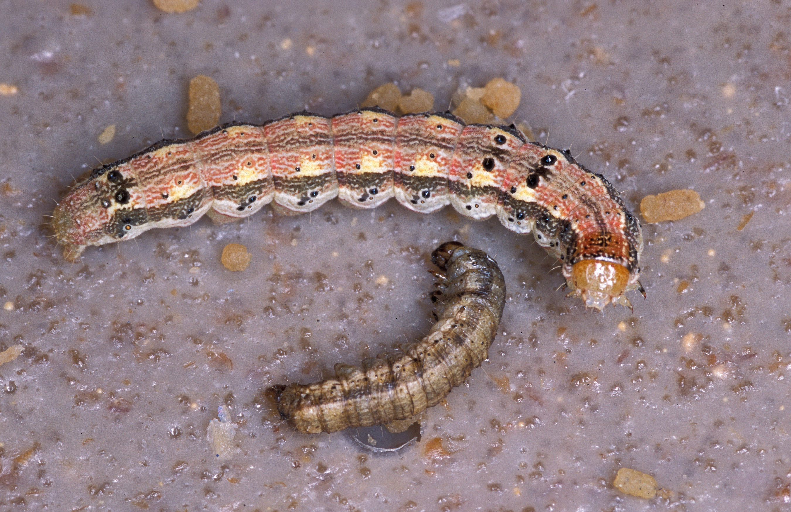 Budworms - New Georgia Encyclopedia
