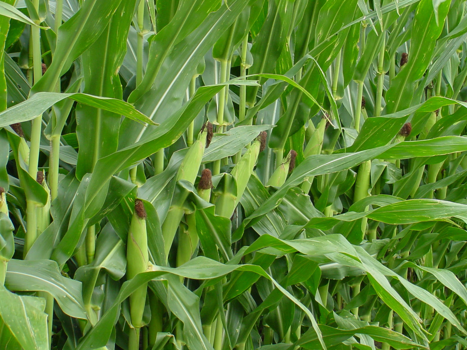 Georgia State Vegetable