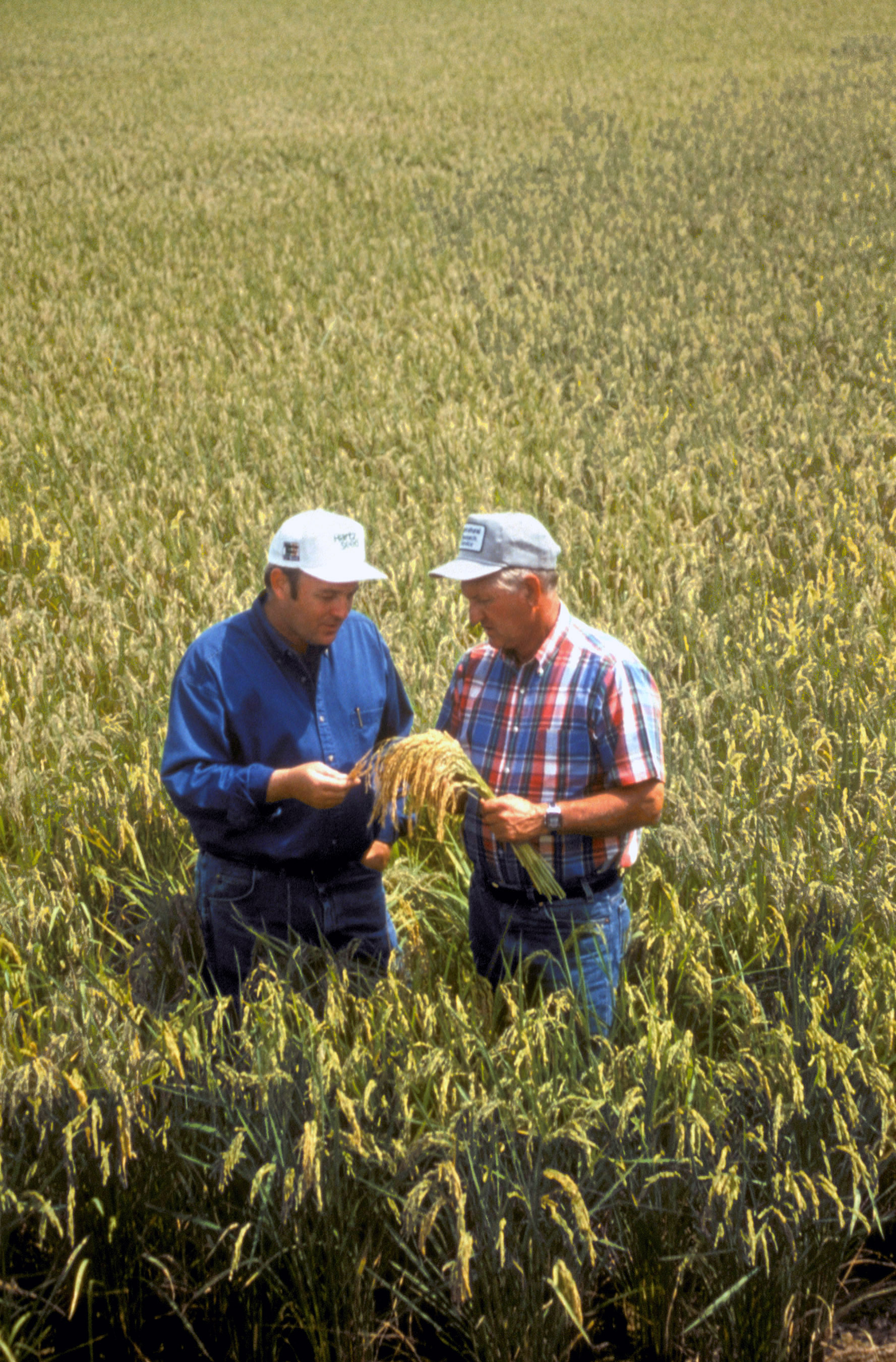 Rice Field - New Georgia Encyclopedia