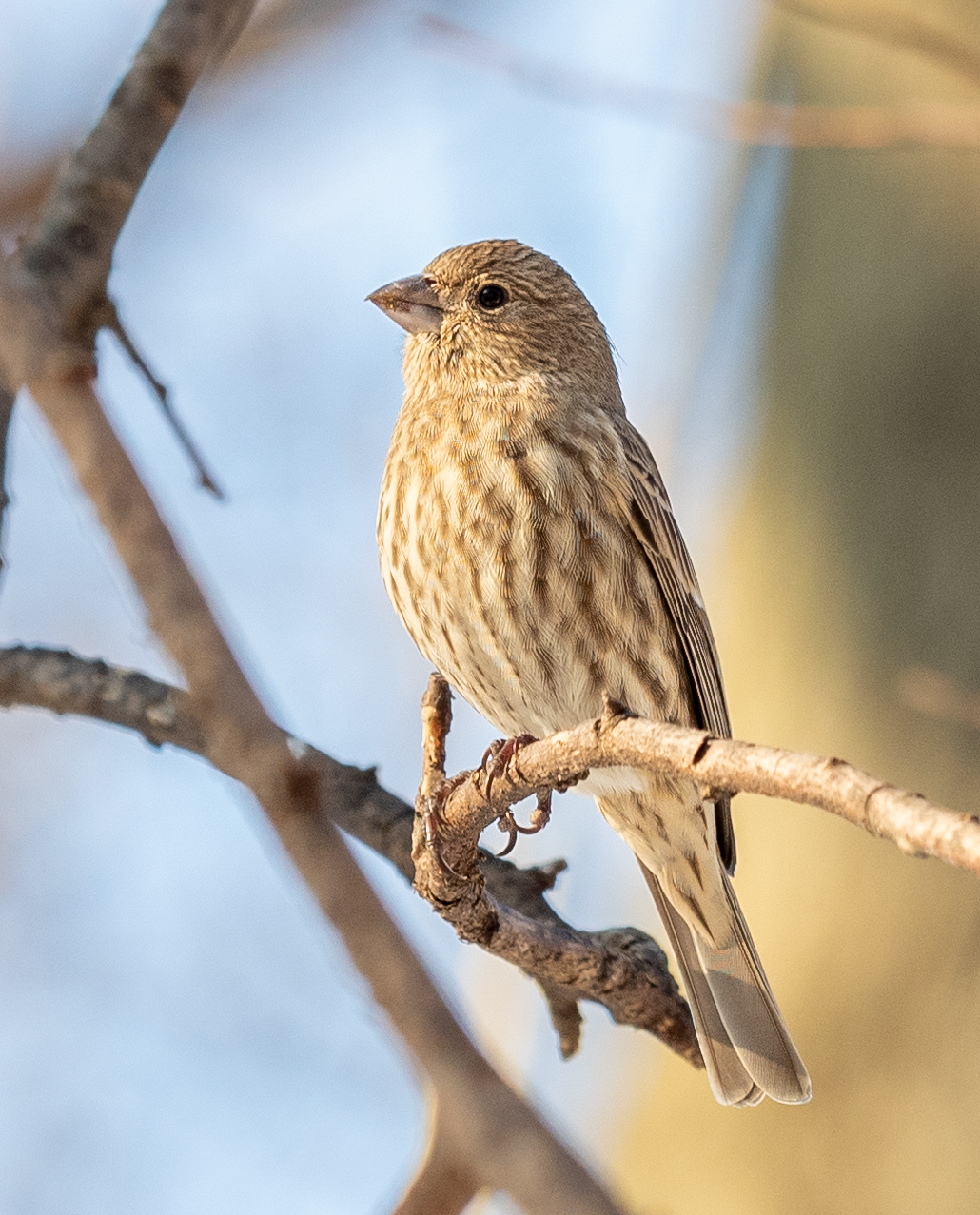 Female House Finch New Georgia Encyclopedia