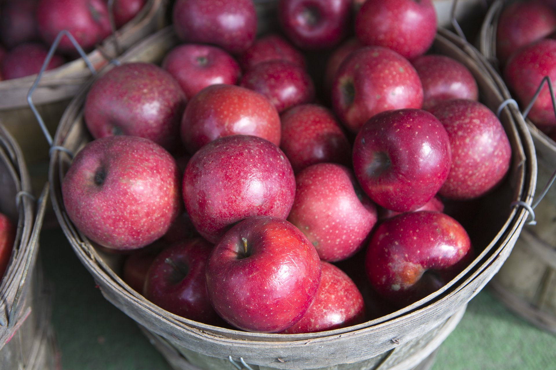 Apples - New Georgia Encyclopedia