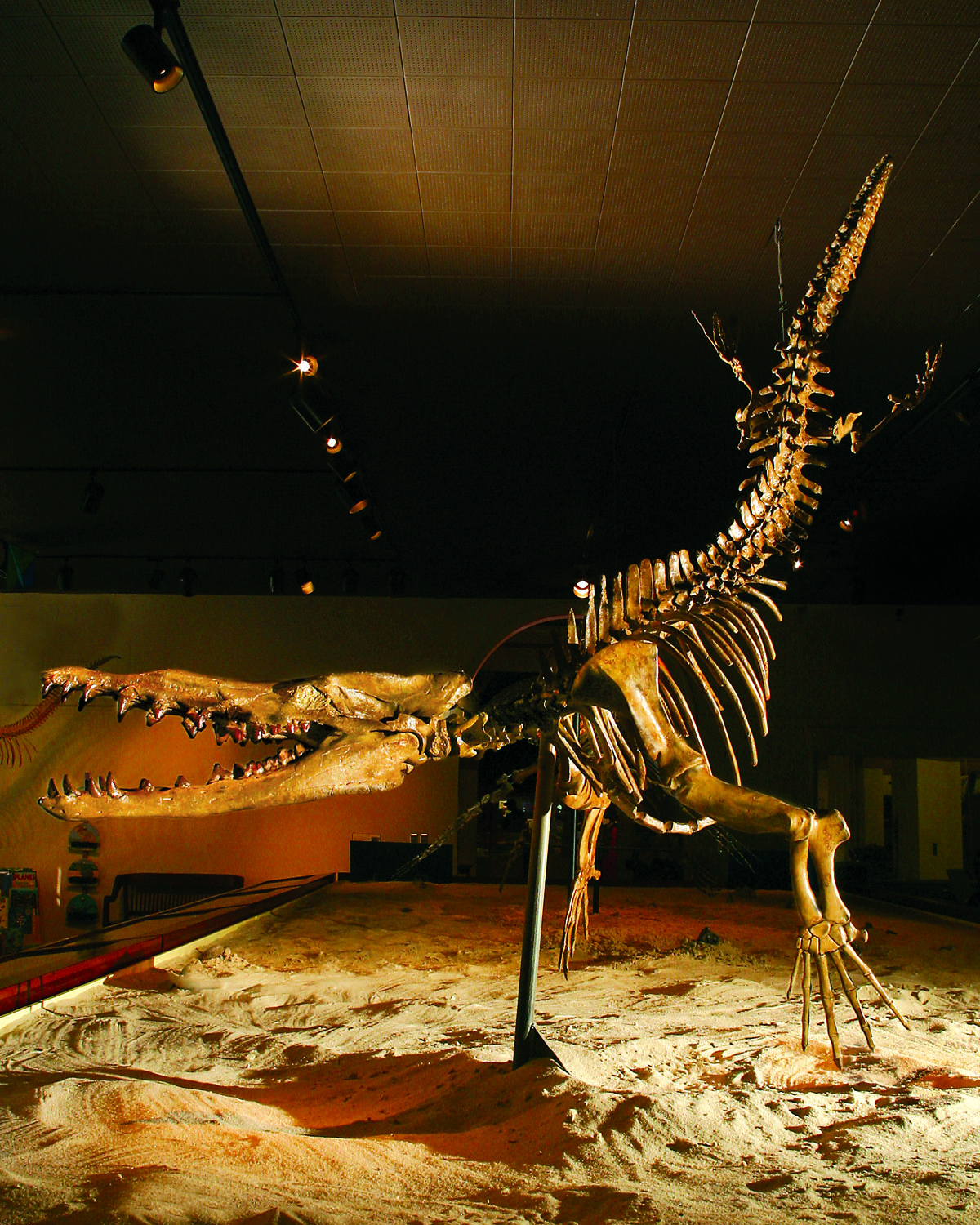 Georgia Southern Museum Display - New Georgia Encyclopedia