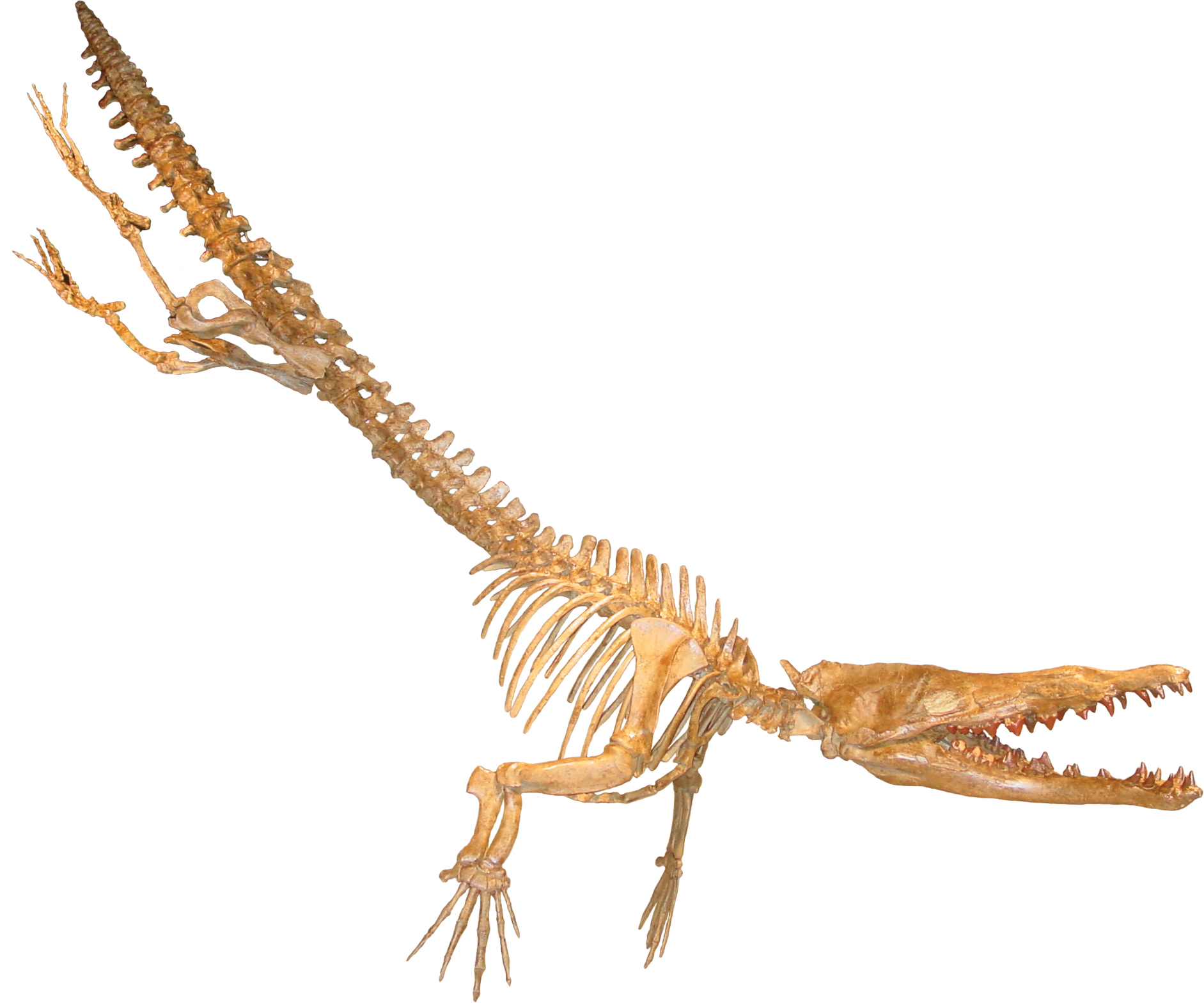 Georgiacetus vogtlensis - New Georgia Encyclopedia