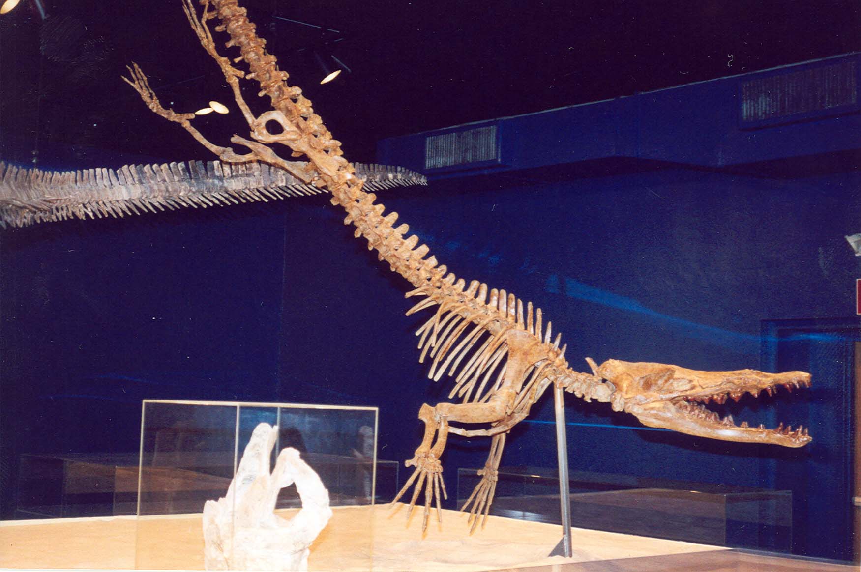 Georgiacetus Whale - New Georgia Encyclopedia