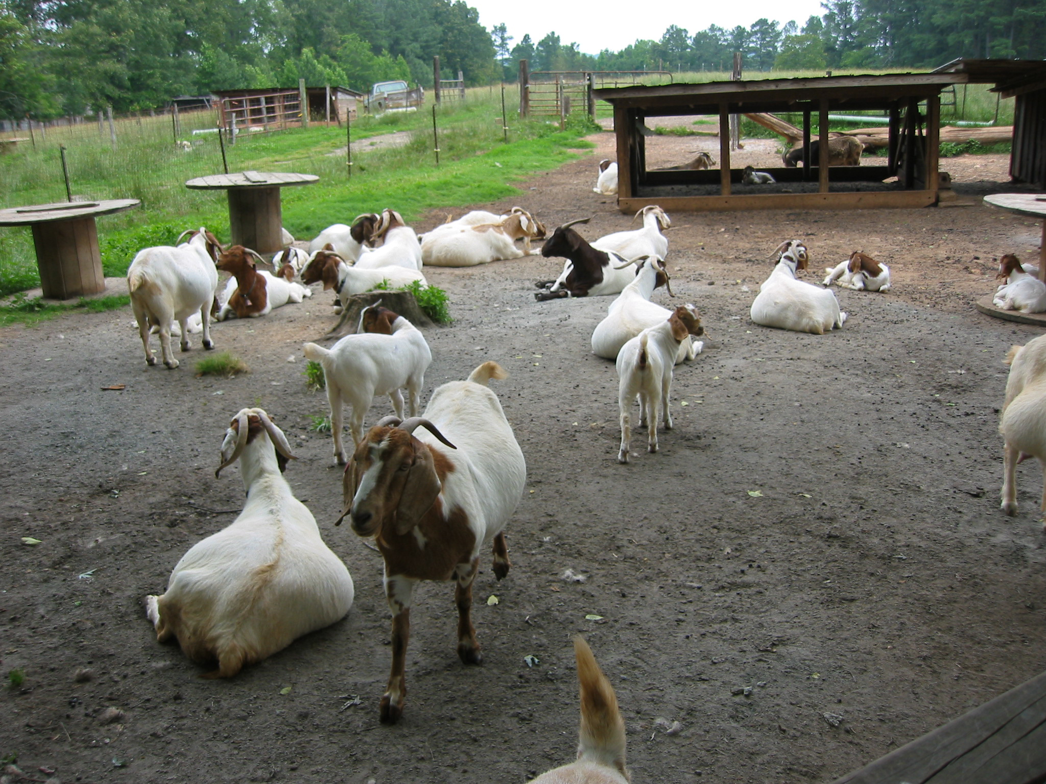 Farm Goats