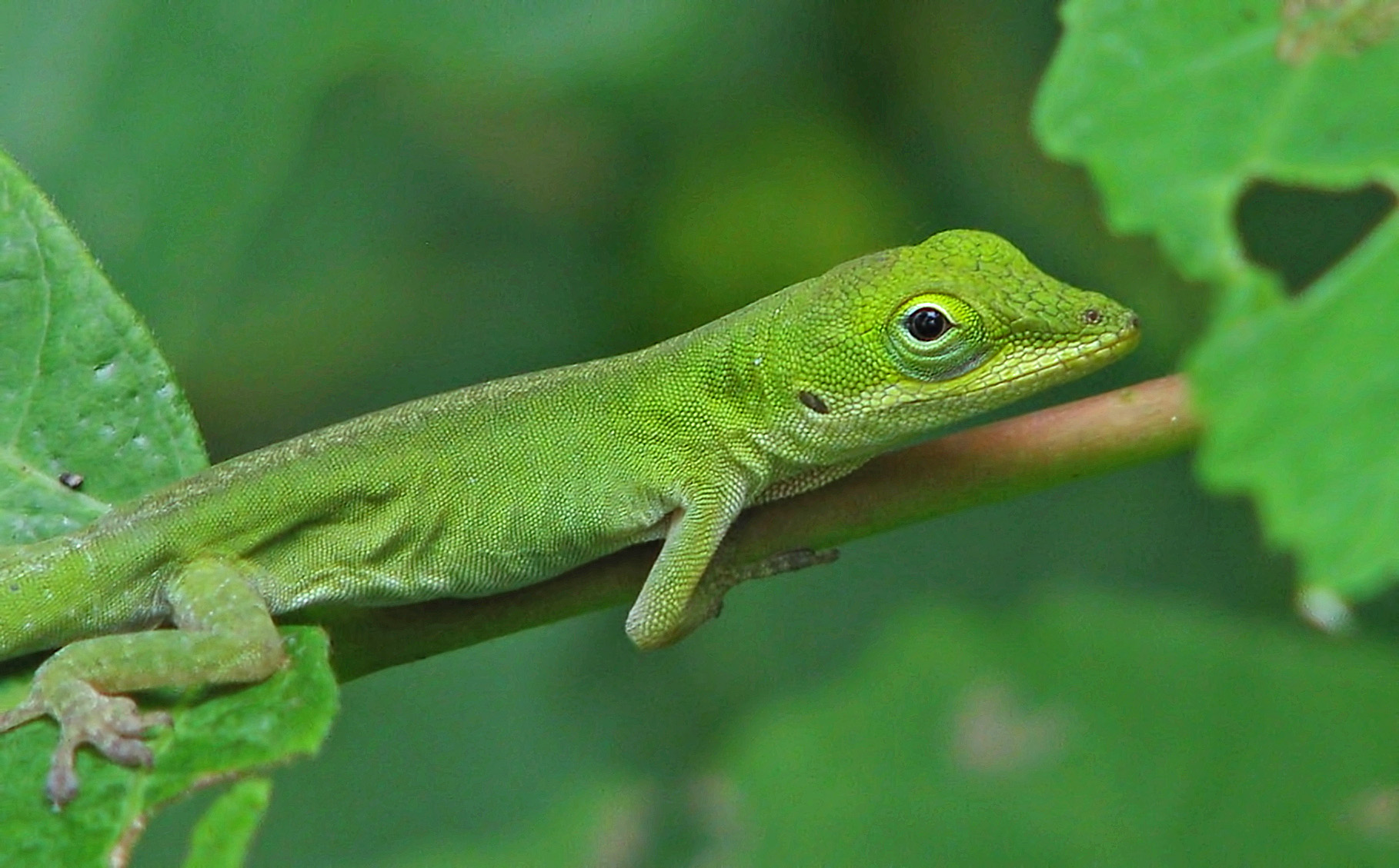 Green Anole - New Georgia Encyclopedia