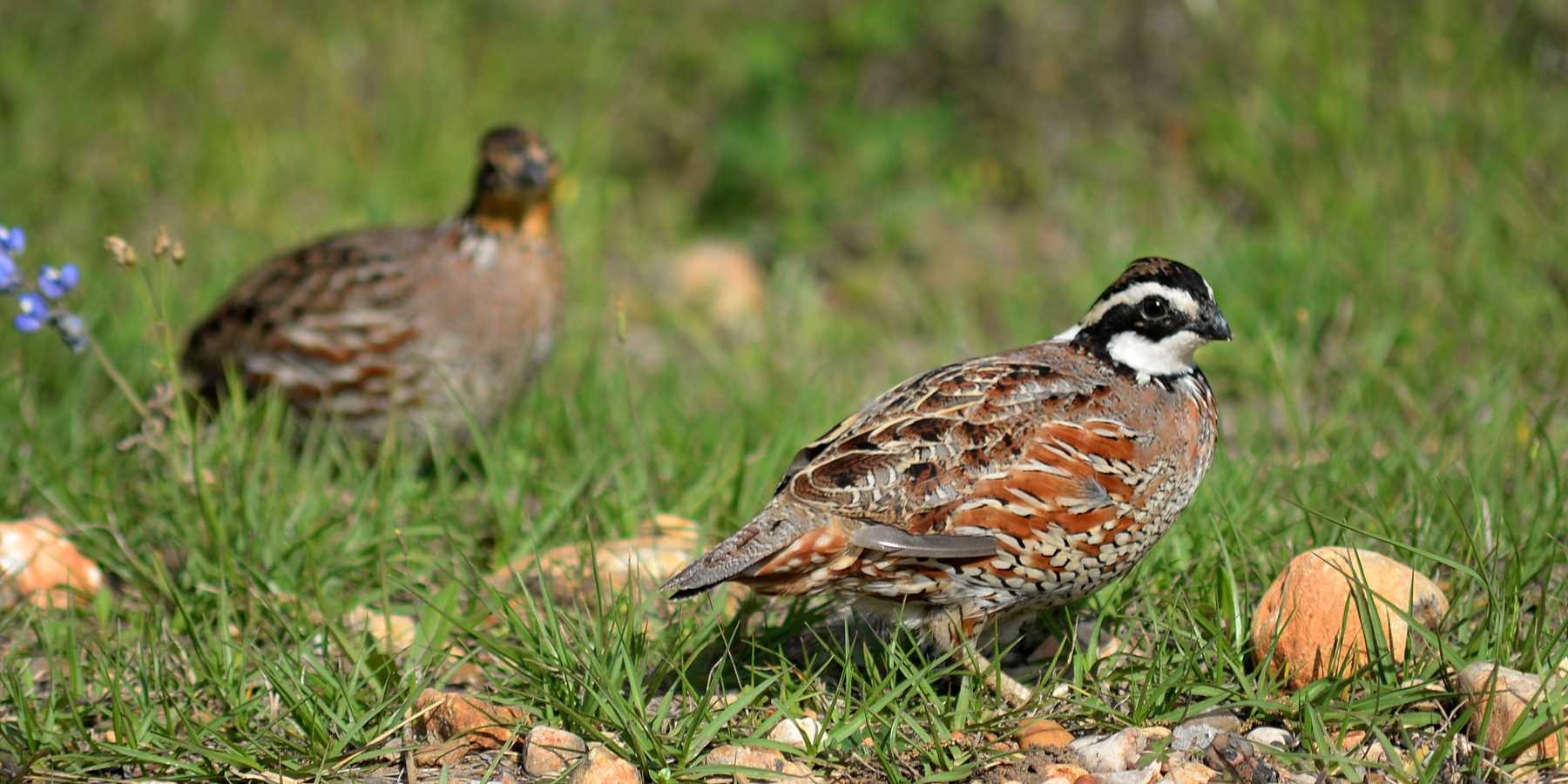 Bobwhite Quail
