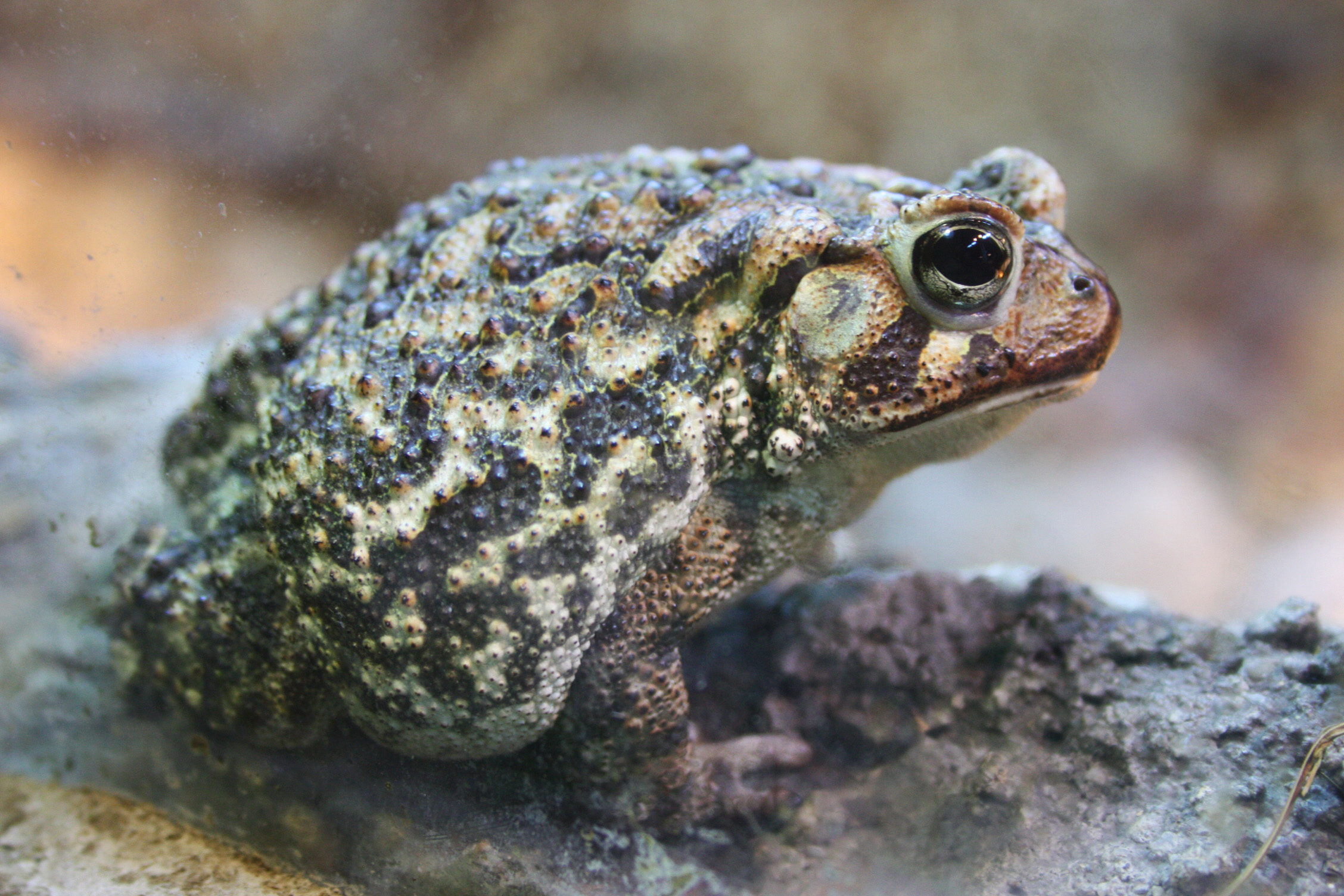 Oak Toad - New Georgia Encyclopedia