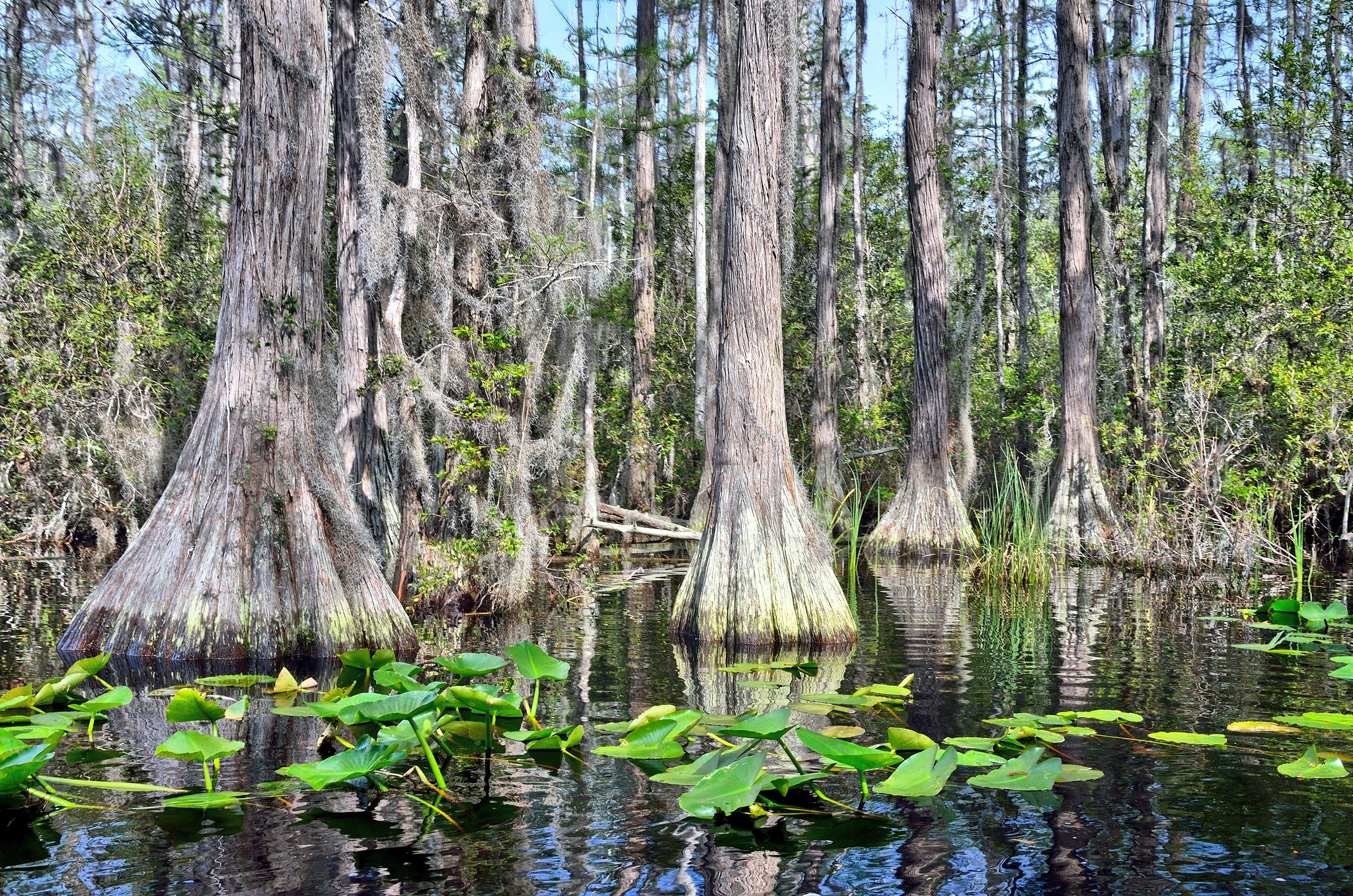 Okefenokee Swamp - New Georgia Encyclopedia