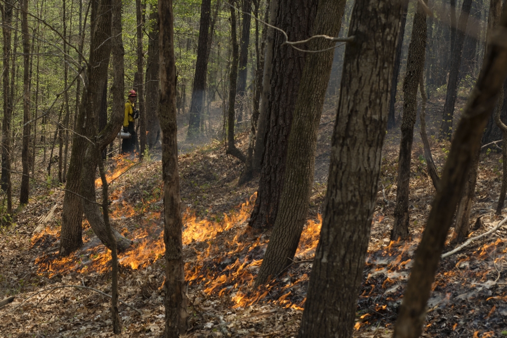 Prescribed Fire New Georgia Encyclopedia