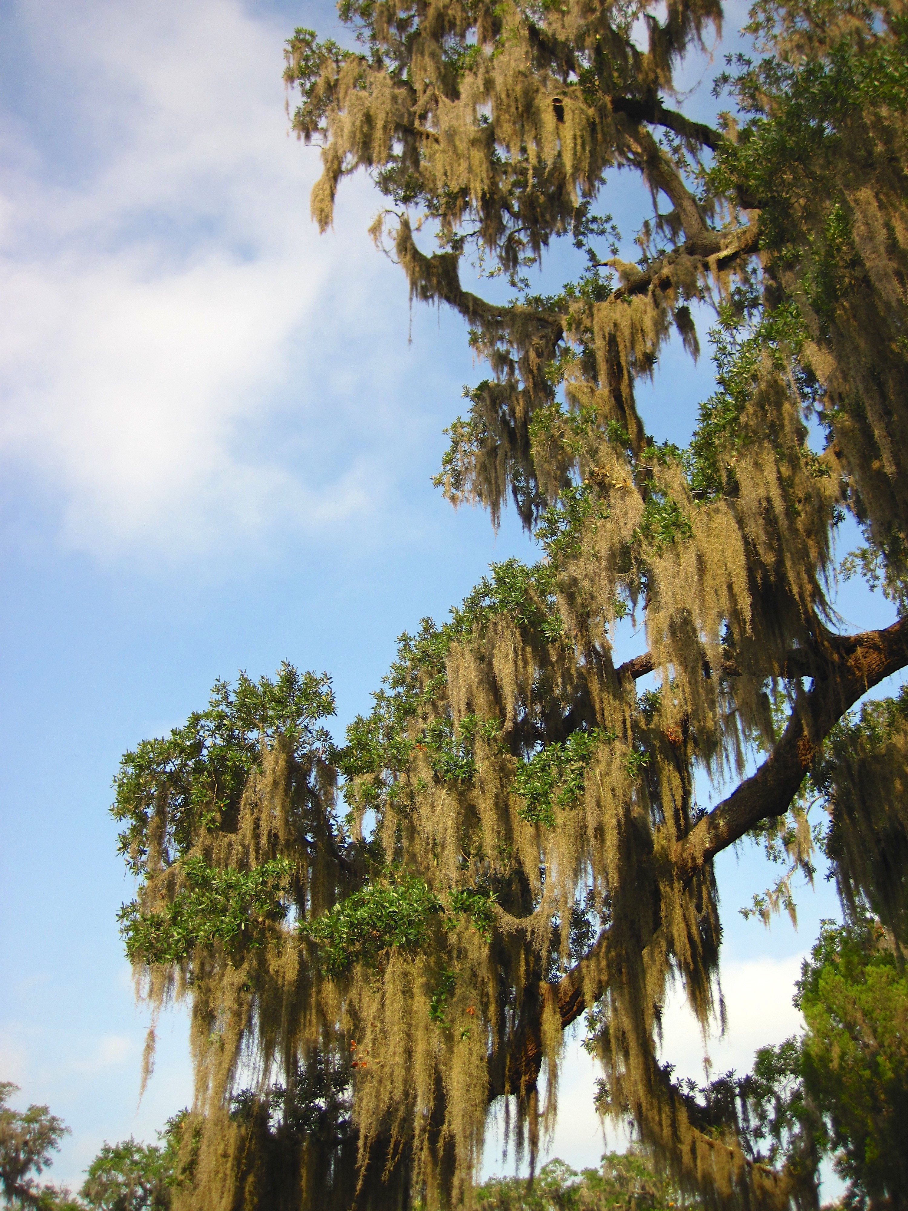 Spanish Tree Moss