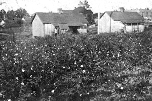 Sharecropping And Tenant Farming